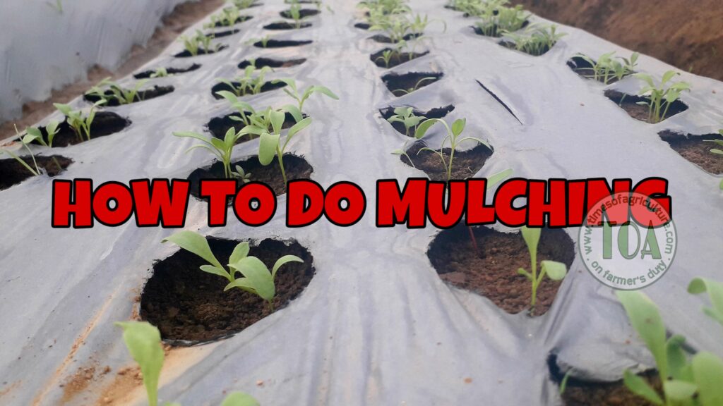 What is Mulching & their Benefits in Agriculture - TIMES OF AGRICULTURE