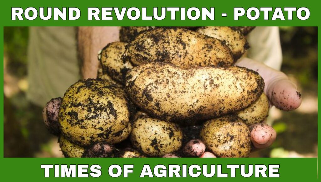 Importance of Potato and Round Revolution in India - TIMES OF AGRICULTURE