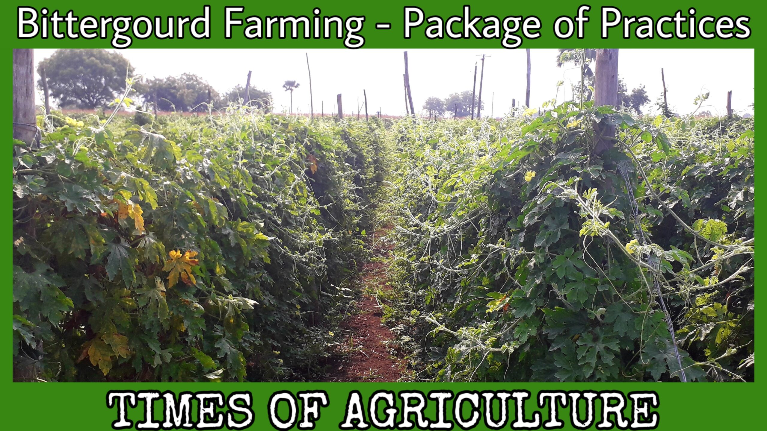 How to Start Bittergourd Farming – Package of Practices ﻿ - TIMES OF ...