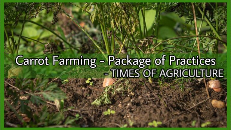 How to Start Successful Carrot Farming - Package of Practices - TIMES ...