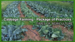 How to Start Commercial Cabbage Farming - Package of Practices - TIMES ...