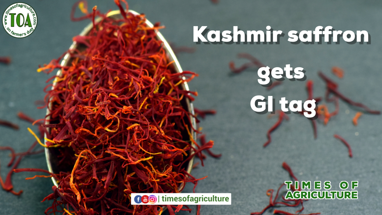 Kashmir Saffron gets GI tag - TIMES OF AGRICULTURE