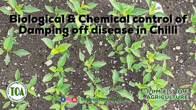 Damping off disease of Chilli - TIMES OF AGRICULTURE