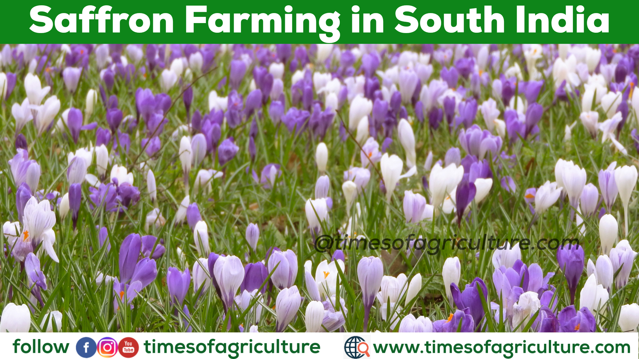 Saffron Farming in India - TIMES OF AGRICULTURE