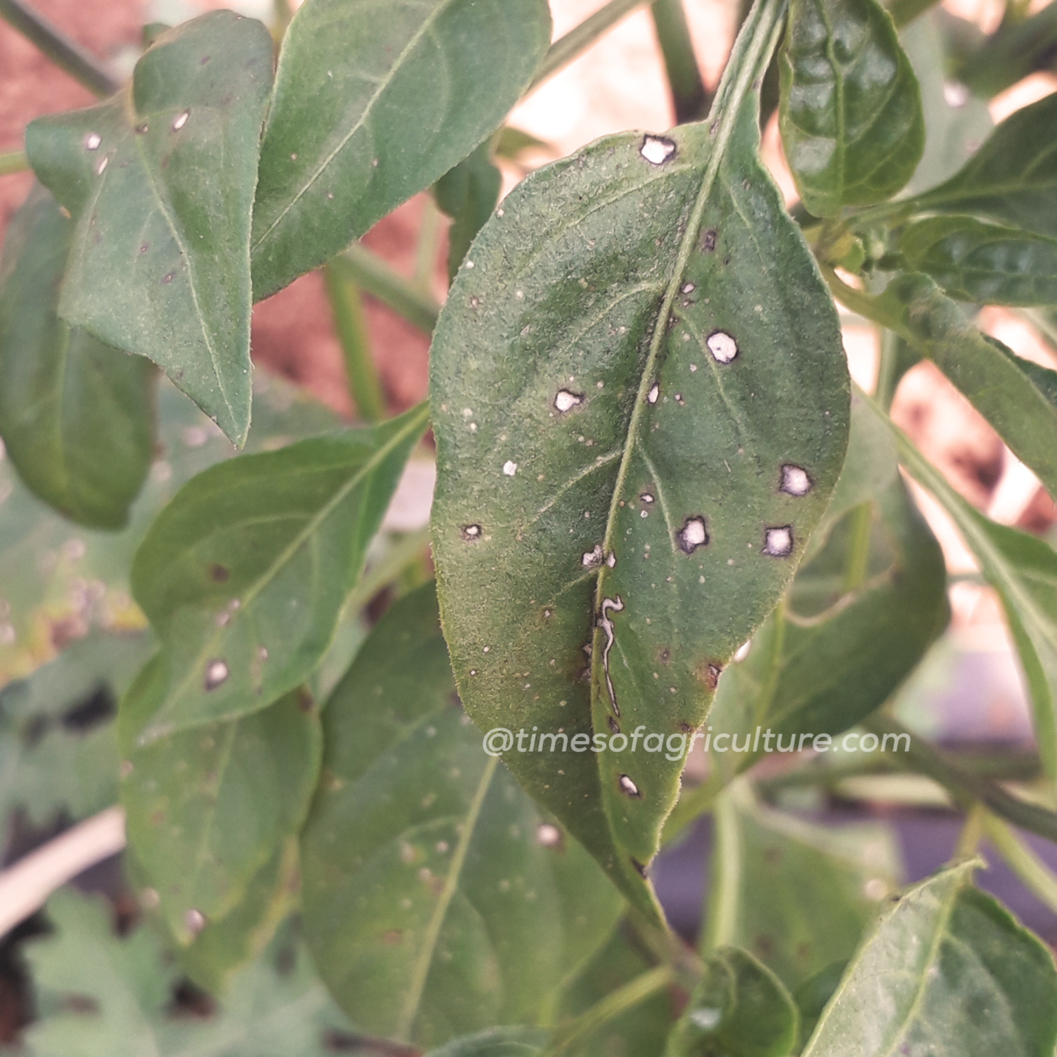Cercospora leaf spot disease - TIMES OF AGRICULTURE