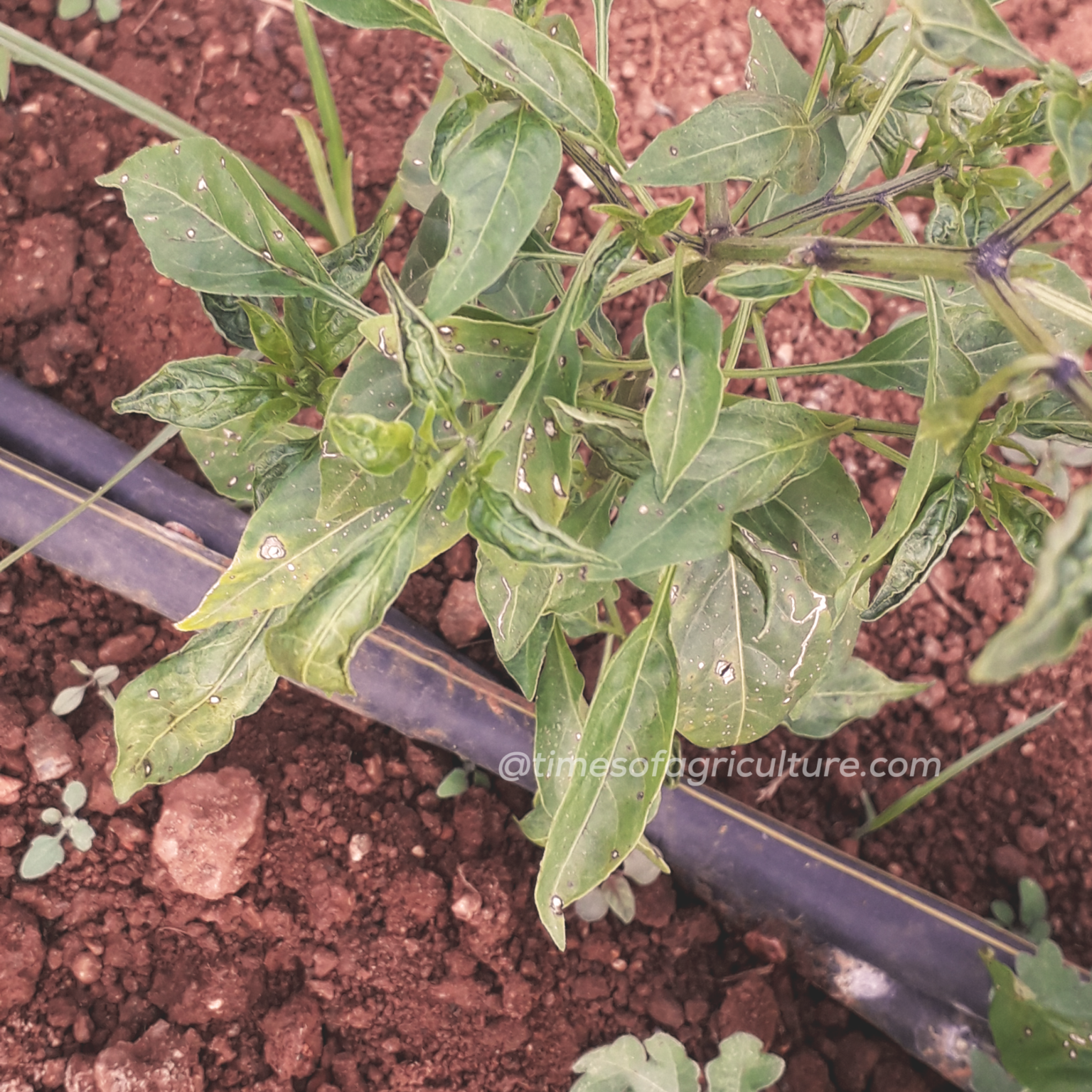 Cercospora leaf spot disease - TIMES OF AGRICULTURE