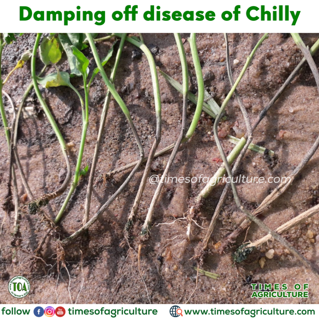 Damping off disease control - TIMES OF AGRICULTURE
