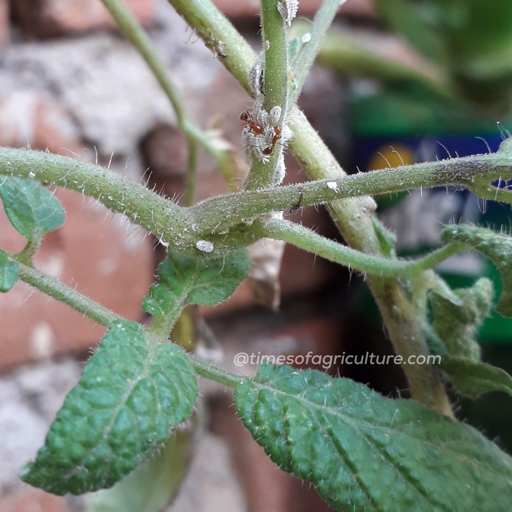 How to Control Mealybugs Infestation Naturally at Home