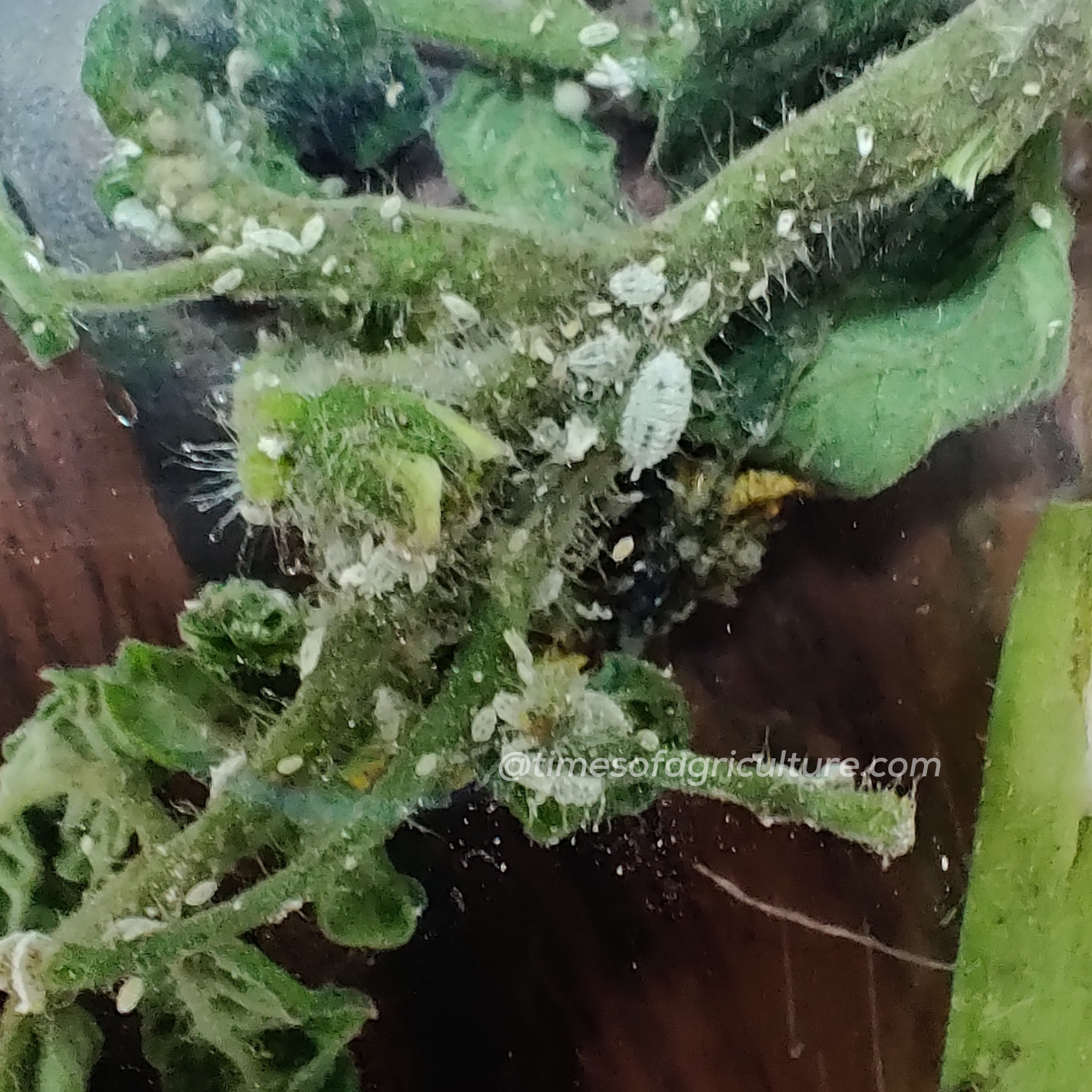 How to Control Mealybugs Infestation Naturally at Home