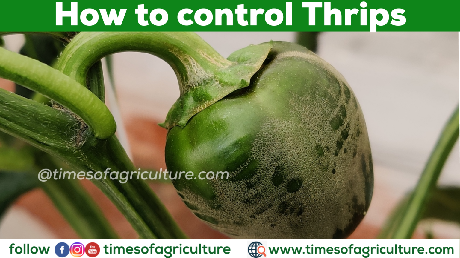 How to control Thrips - TIMES OF AGRICULTURE