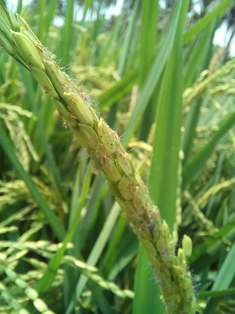 Choenophora blight in Paddy - TIMES OF AGRICULTURE