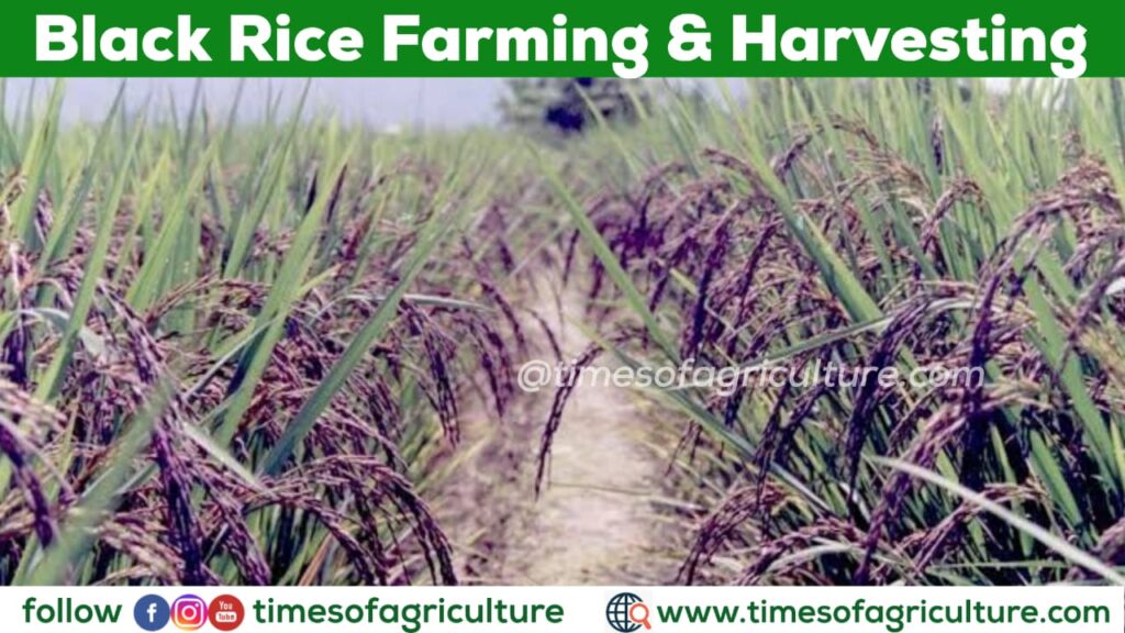 Black Rice Farming Package of Practices - TIMES OF AGRICULTURE
