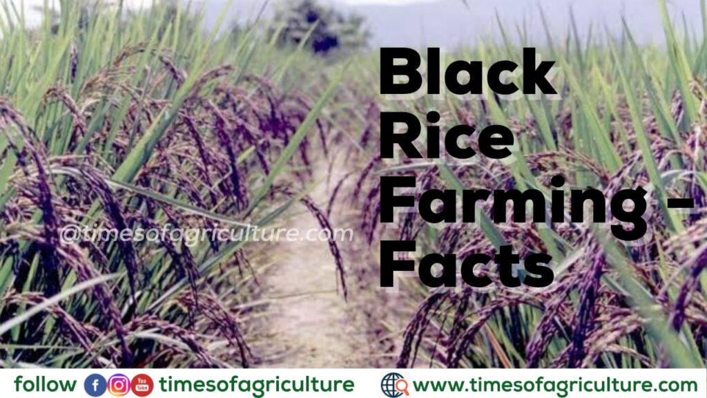 Black Rice Farming Facts - TIMES OF AGRICULTURE