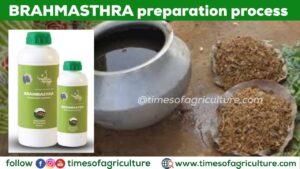 How to make Brahmasthra Organic Pesticide - TIMES OF AGRICULTURE