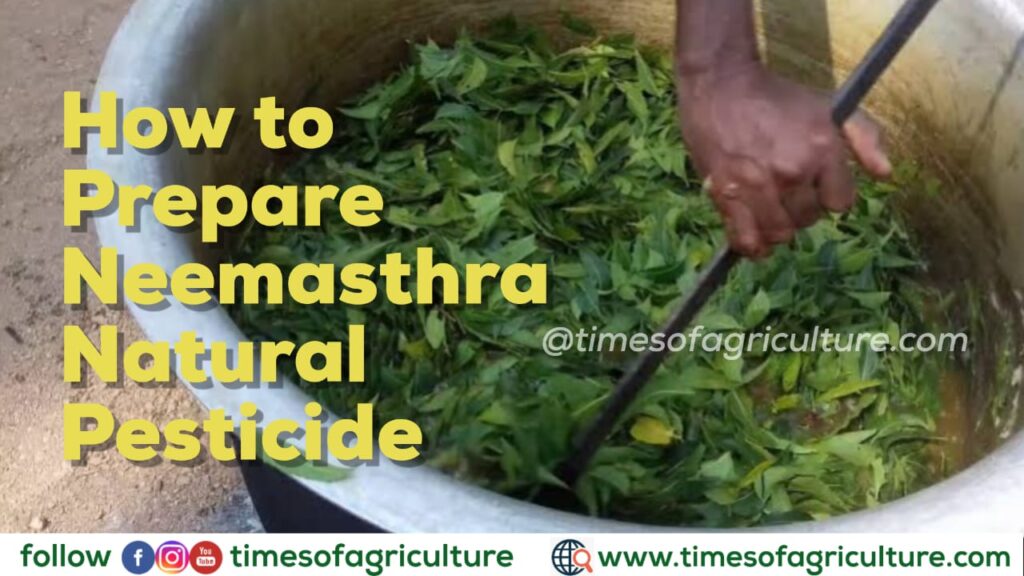 How to make Neemasthra Organic Pesticide - TIMES OF AGRICULTURE