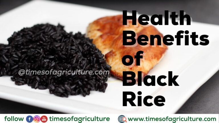 Black Rice – Health Benefits - TIMES OF AGRICULTURE