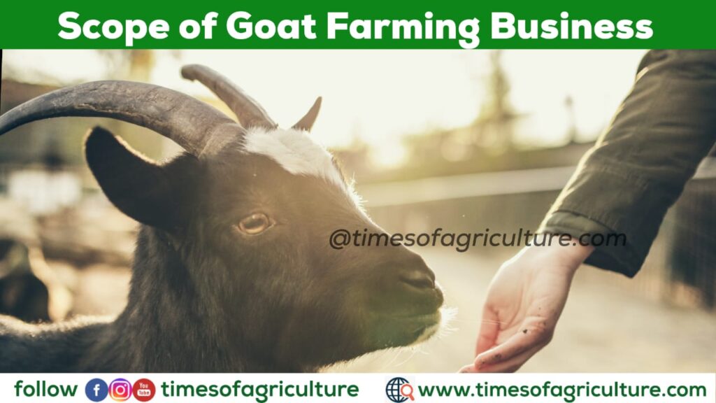 Goat Farming business scope and importance - TIMES OF AGRICULTURE