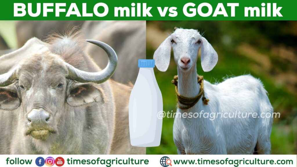 Buffalo Milk vs Goat Milk - TIMES OF AGRICULTURE