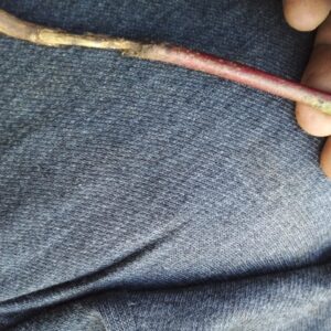 How to Control Cotton Stem Girdler - TIMES OF AGRICULTURE