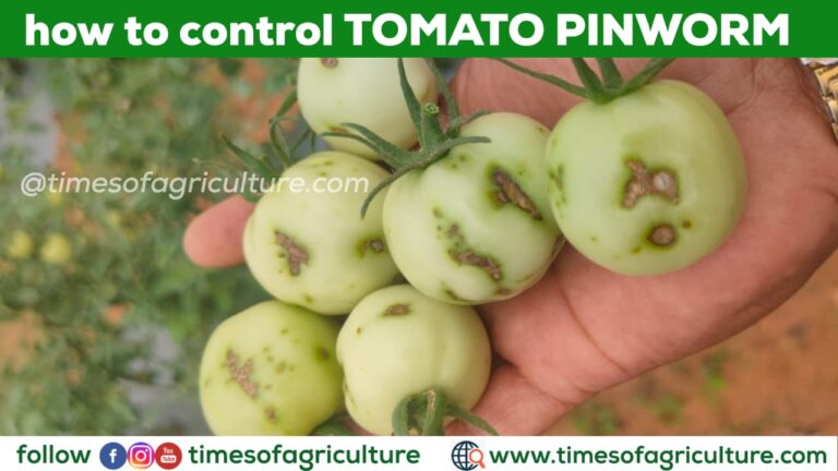 How to Control Tomato PinWorm - TIMES OF AGRICULTURE