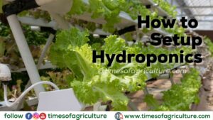 Steps to Setup Hydroponics Farm - TIMES OF AGRICULTURE