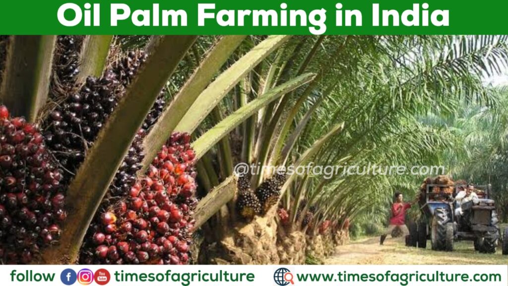 Oil Palm Farming Package of Practices - TIMES OF AGRICULTURE